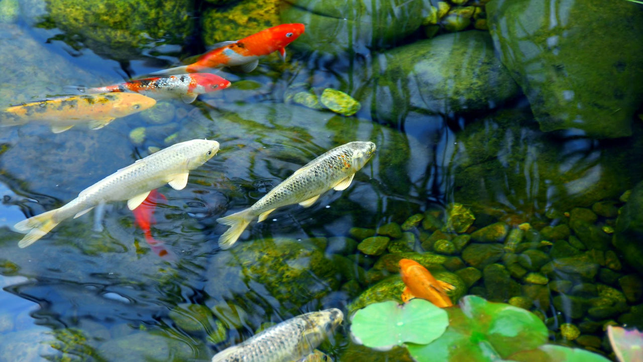 The Essential Winter Diet: Discover the Benefits of Wheatgerm Fish Foo ...