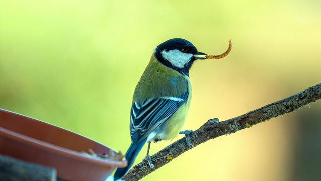 Mealworms vs Calci Worms: Which Is Better for Garden Birds? – WALTER ...