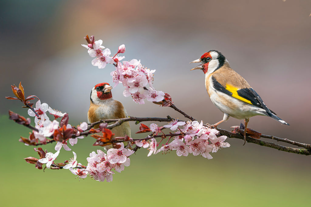 National Nest Box Week – WALTER PRODUCTS