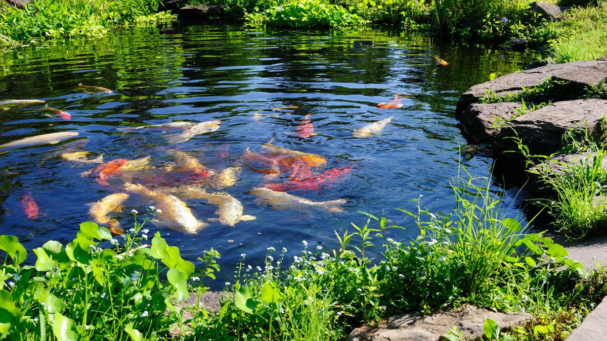 Summer Pond Care: Feeding and Nourishing Your Fish in Hot Weather ...
