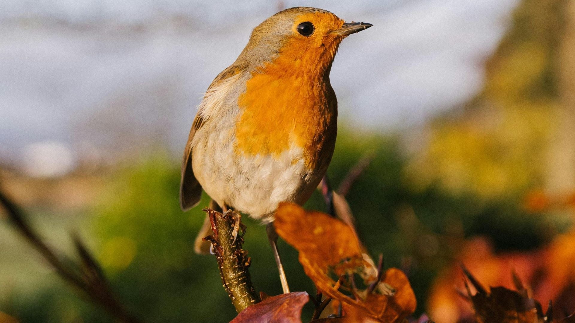 Feeding Robins, Finches and Tits Through Autumn – WALTER PRODUCTS