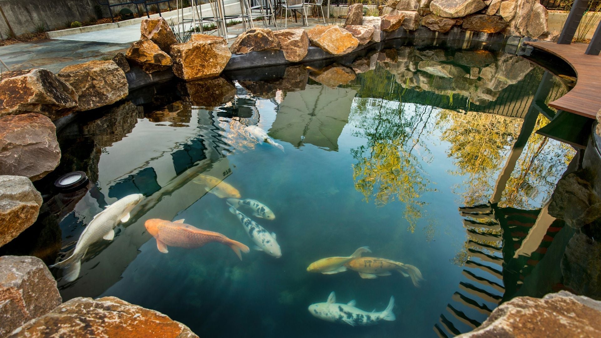 Preparing Your Pond Fish for Summer: Feeding Tips and Seasonal Care ...