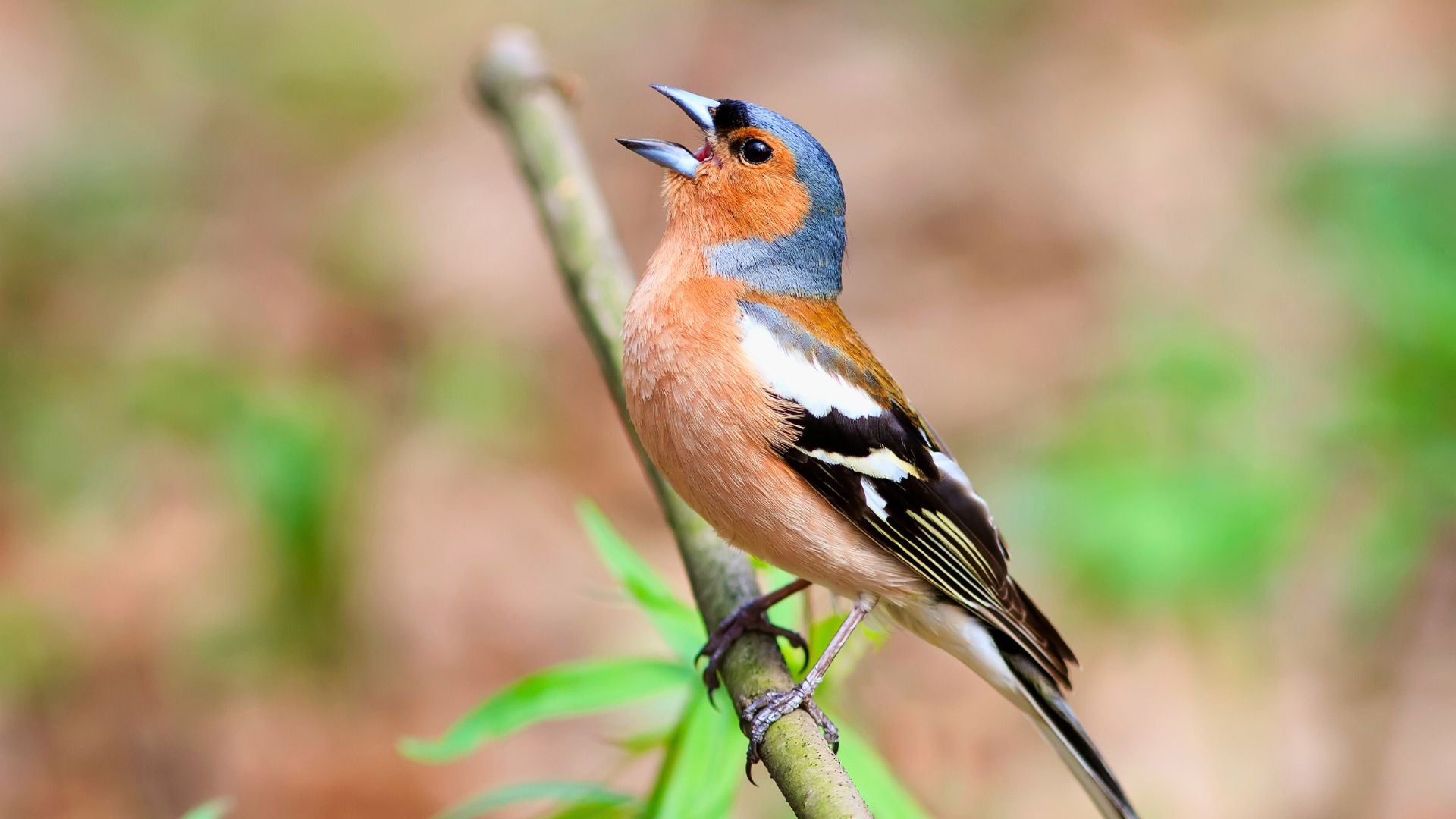 Our Retail Store is Now Open with Exclusive Deals on Bird and Fish Foo ...