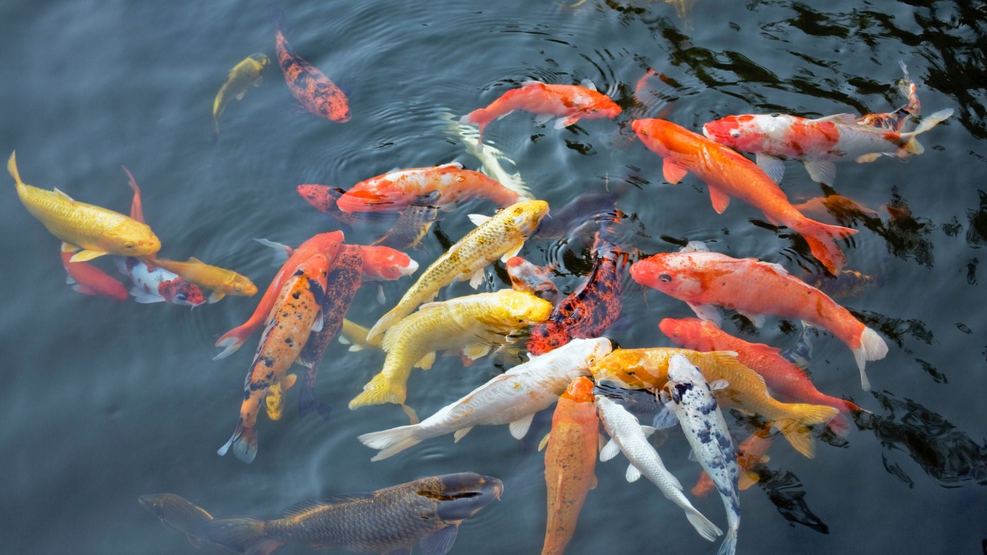 Preparing Your Pond Fish for Winter After Autumn Care – WALTER PRODUCTS
