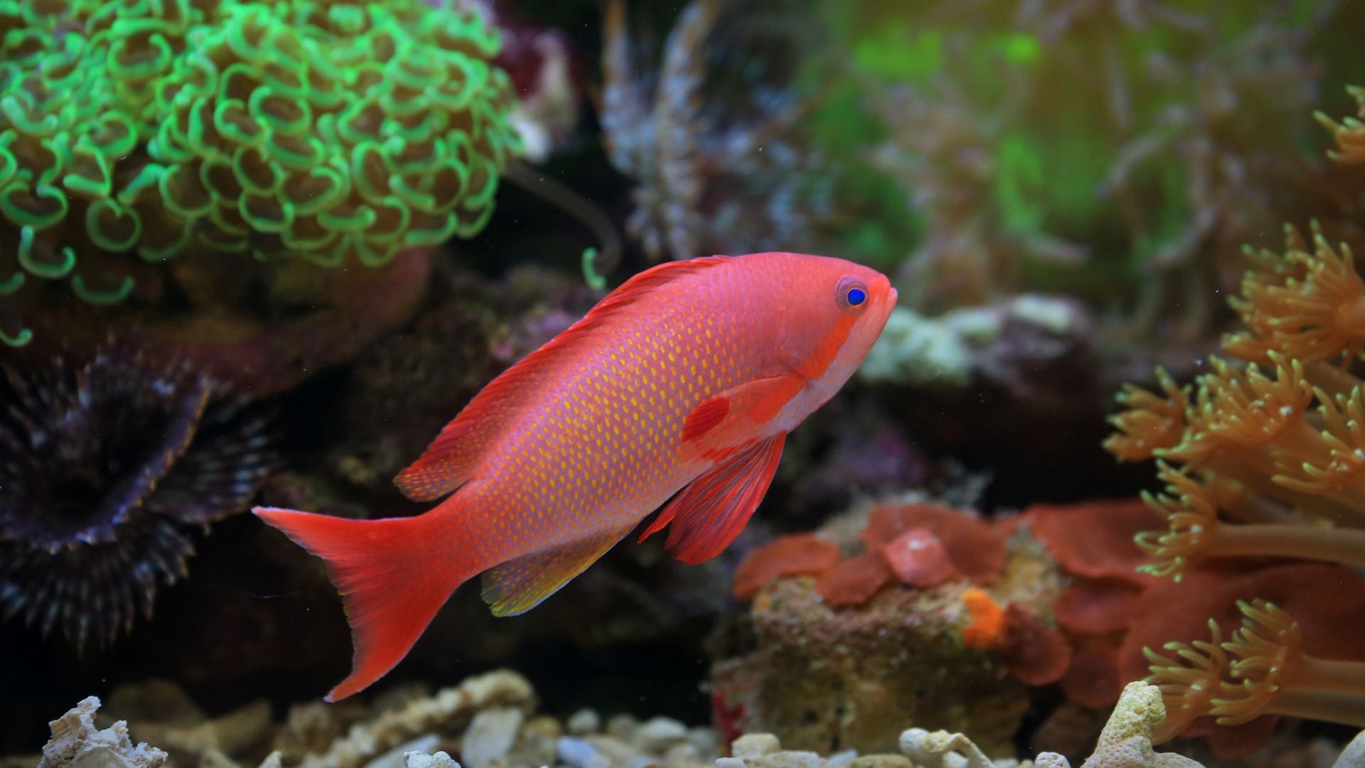 A Guide to Feeding Walters Tropical Fish Flakes – WALTER PRODUCTS