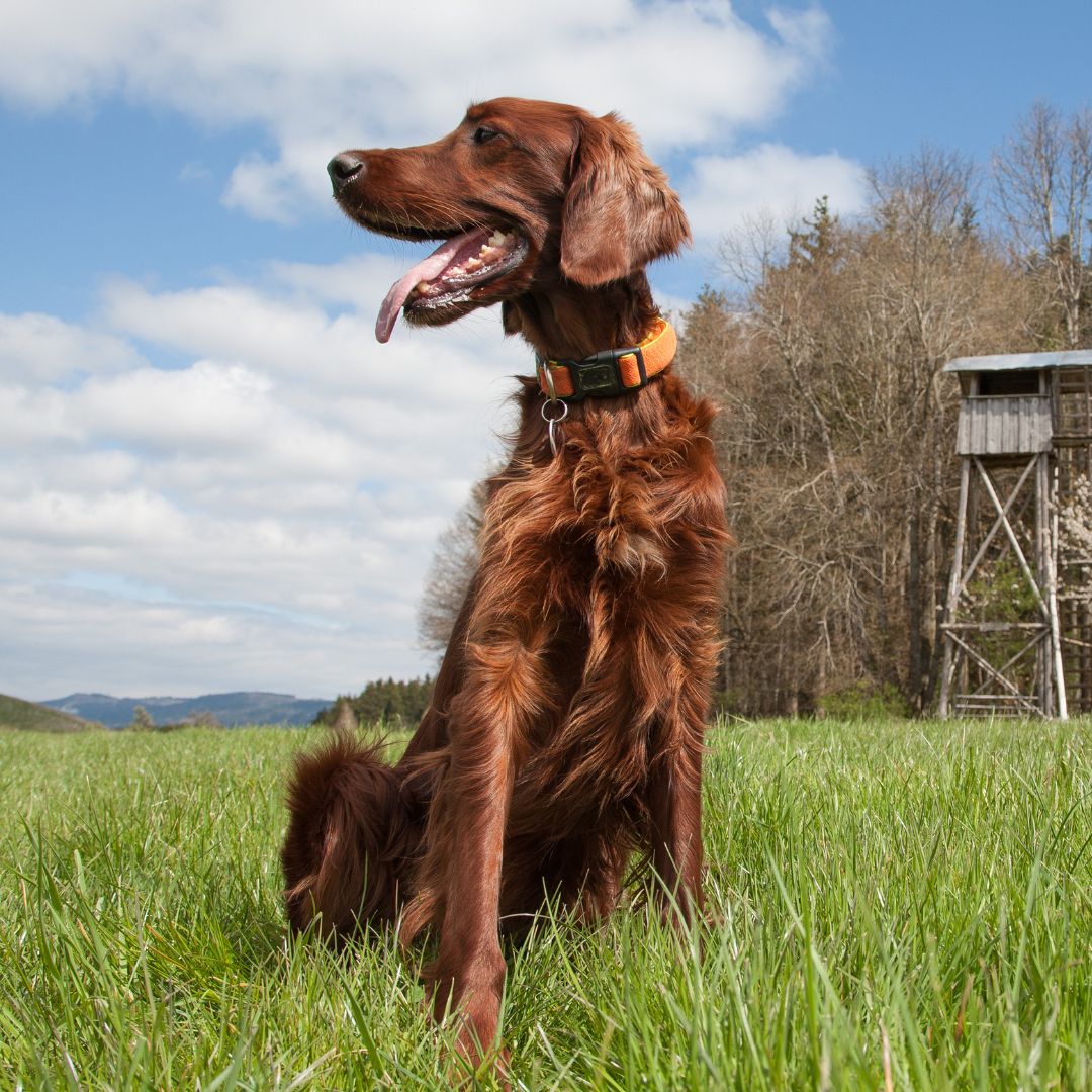 Dogs – WALTER PRODUCTS