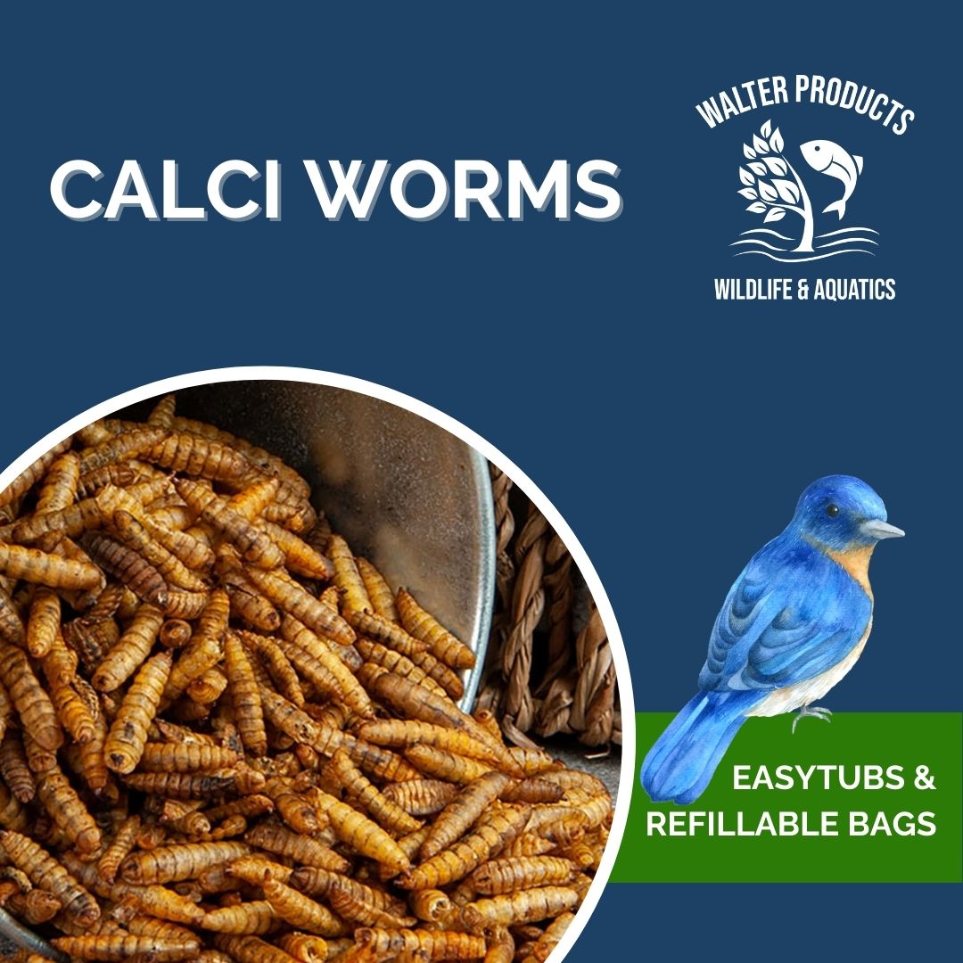 Walter's Calci Worms – WALTER PRODUCTS